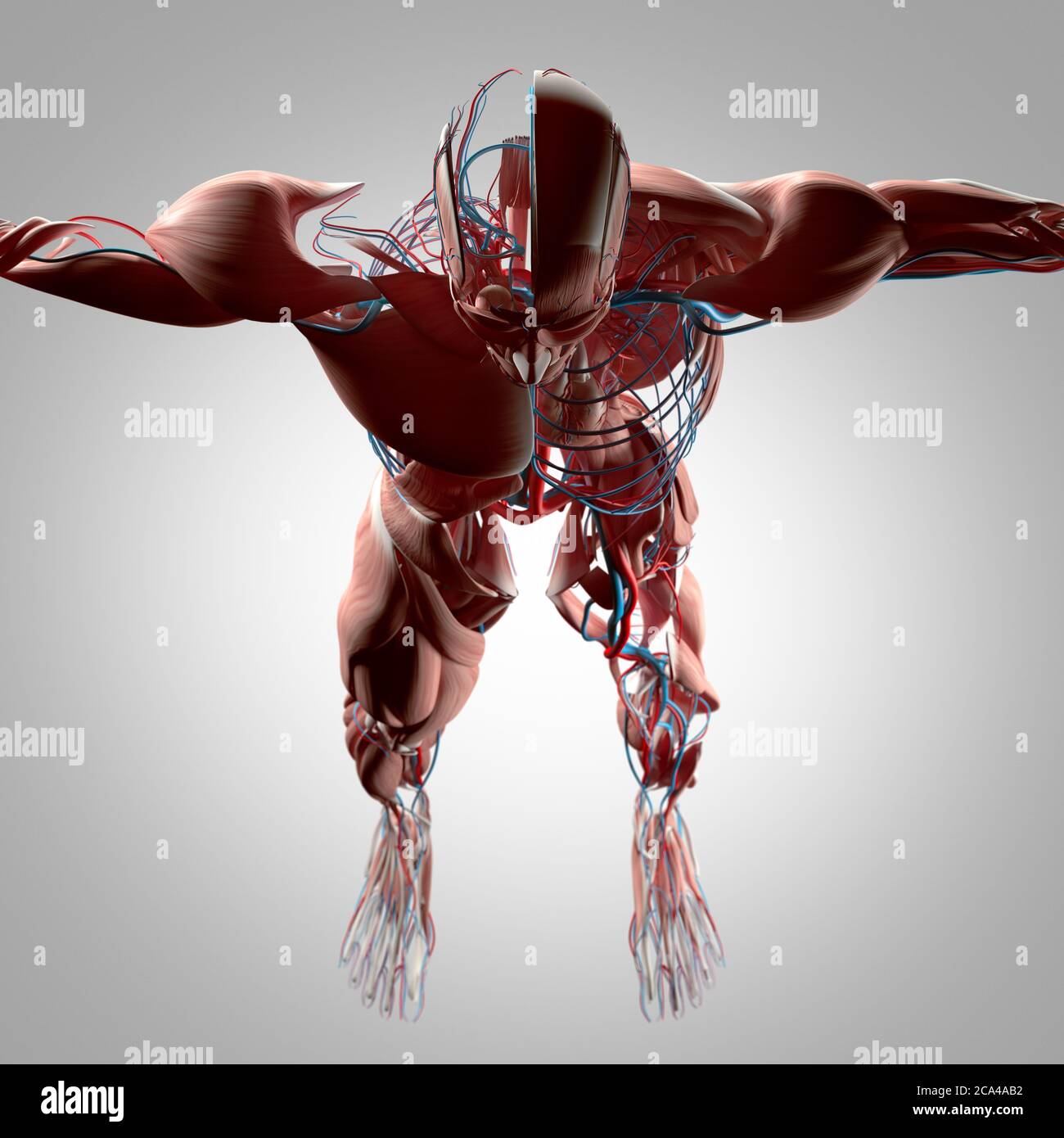 Human body anatomy illustration. 3D illustration Stock Photo - Alamy