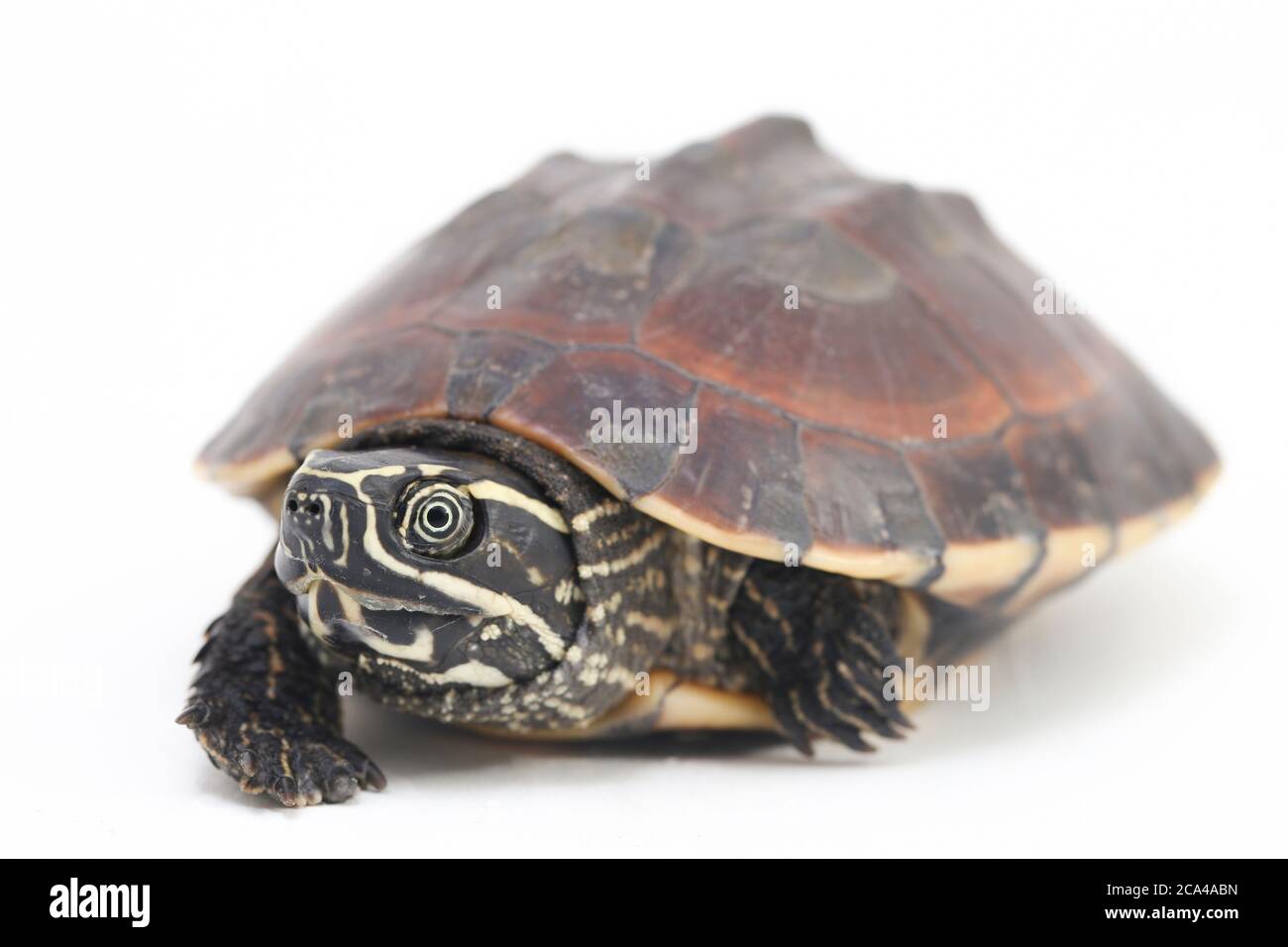 The Malayan snail-eating turtle (Malayemys macrocephala) is a species ...