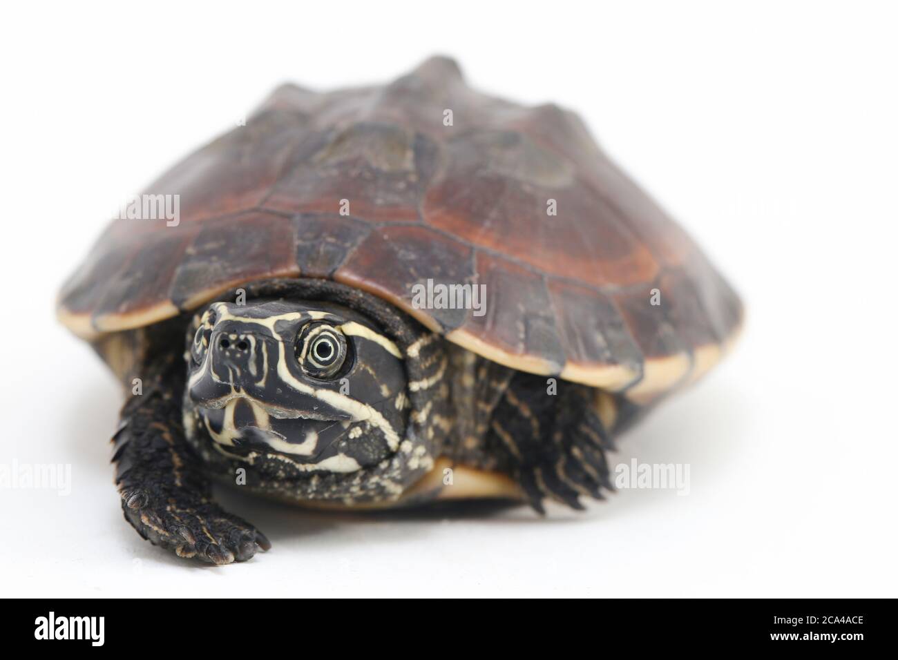 The Malayan snail-eating turtle (Malayemys macrocephala) is a species ...