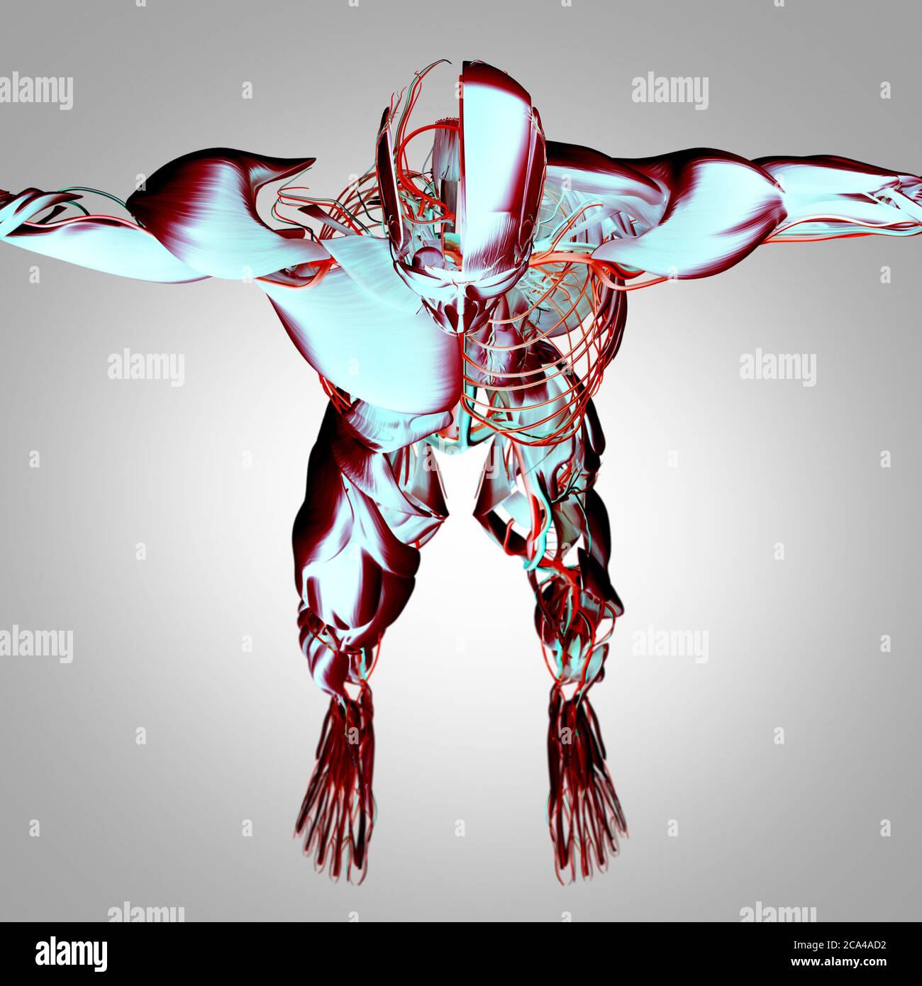 Human body anatomy illustration. 3D illustration Stock Photo - Alamy
