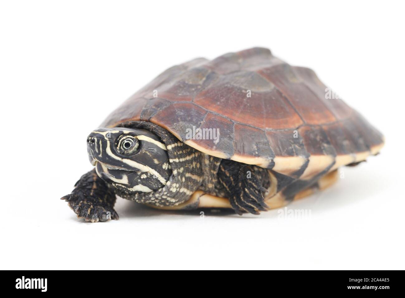 The Malayan snail-eating turtle (Malayemys macrocephala) is a species ...