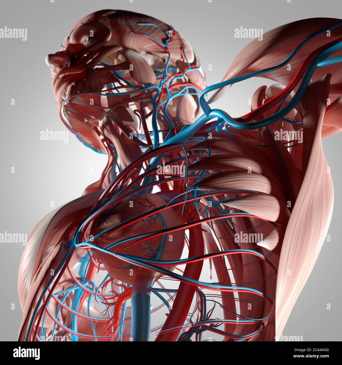 Human body anatomy illustration. 3D illustration Stock Photo - Alamy