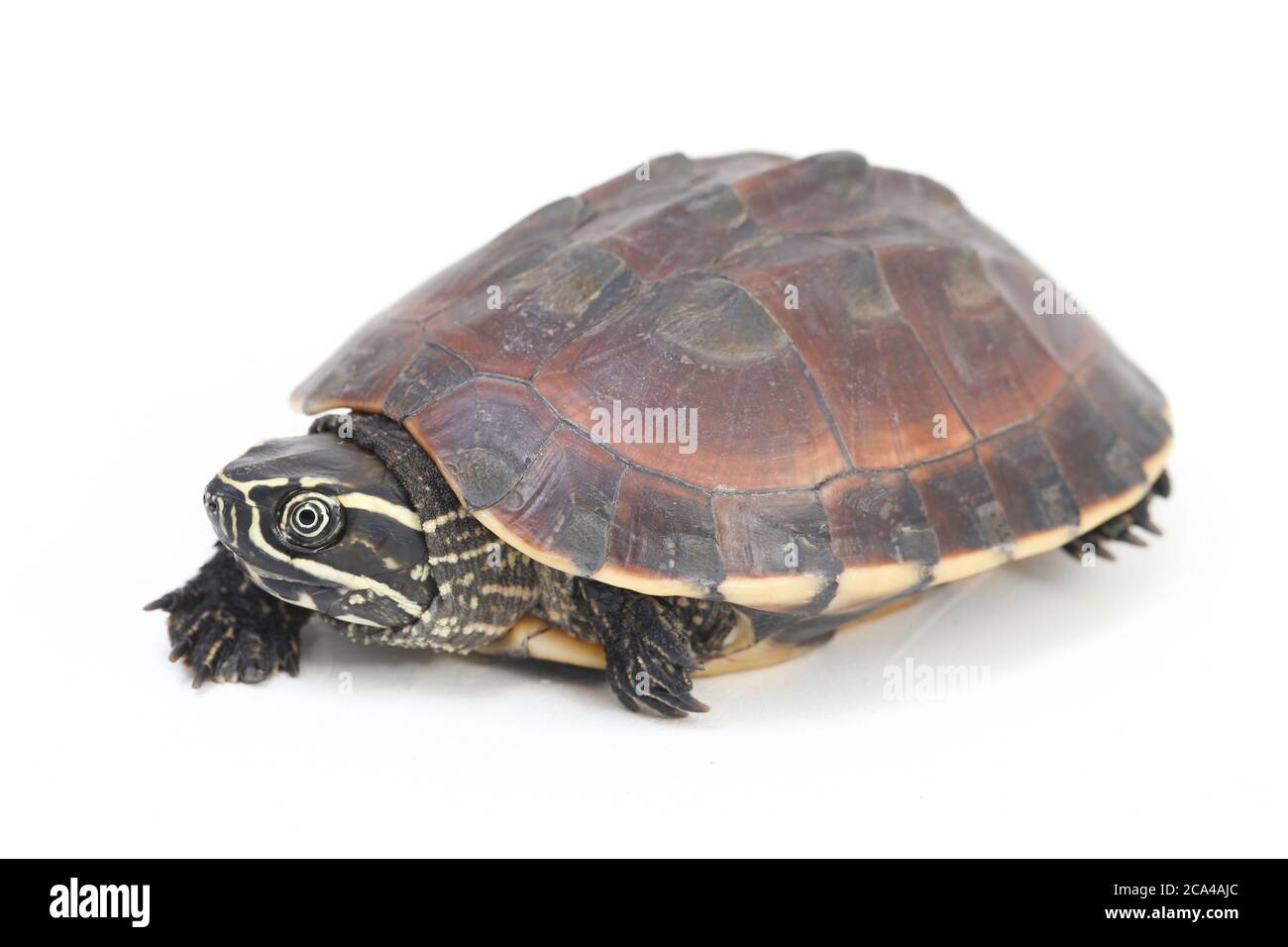 The Malayan snail-eating turtle (Malayemys macrocephala) is a species ...