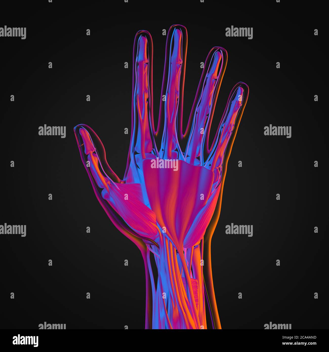Anatomy illustration of human hand. 3D Illustration Stock Photo - Alamy