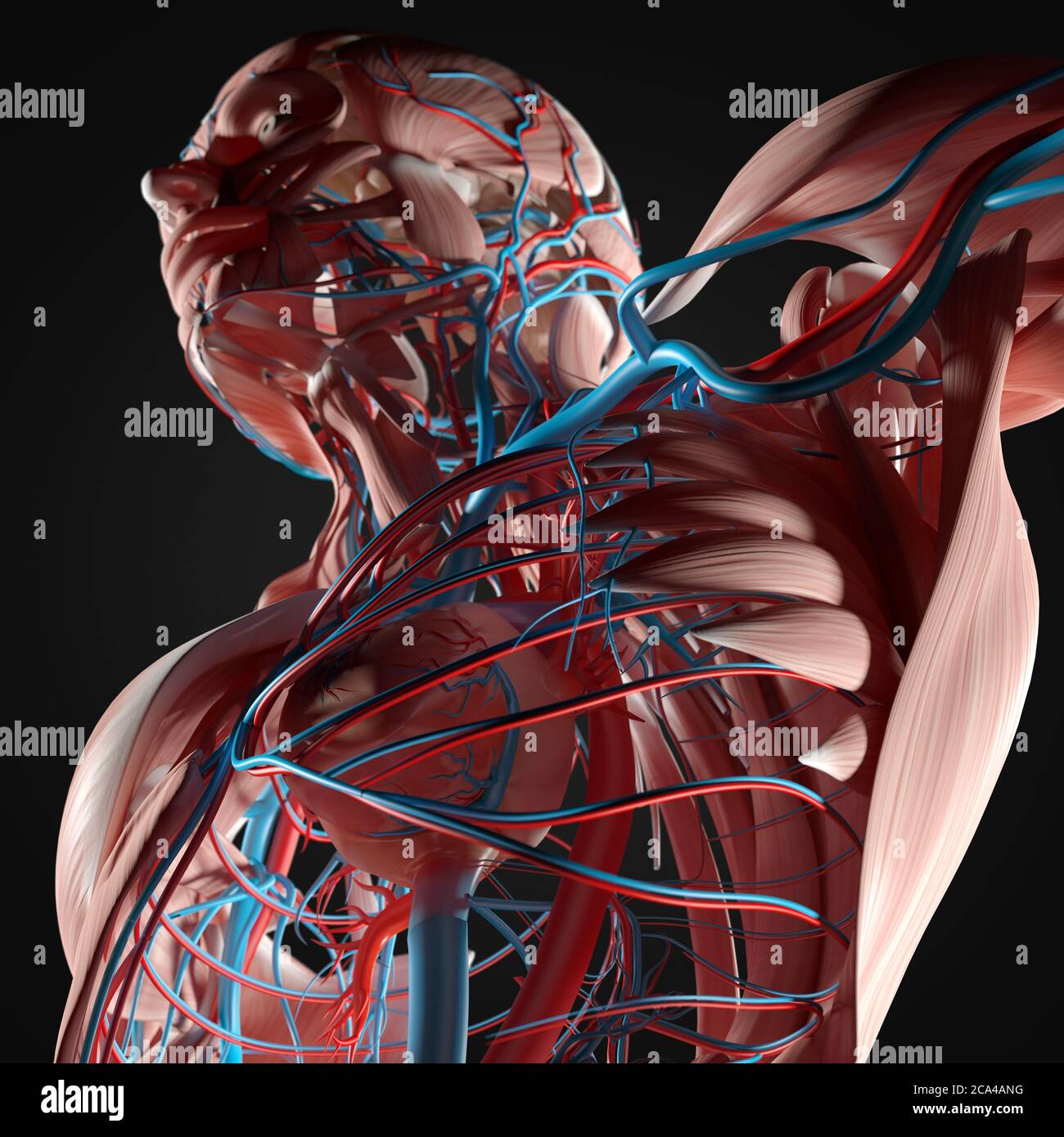 Human body anatomy illustration. 3D illustration Stock Photo - Alamy