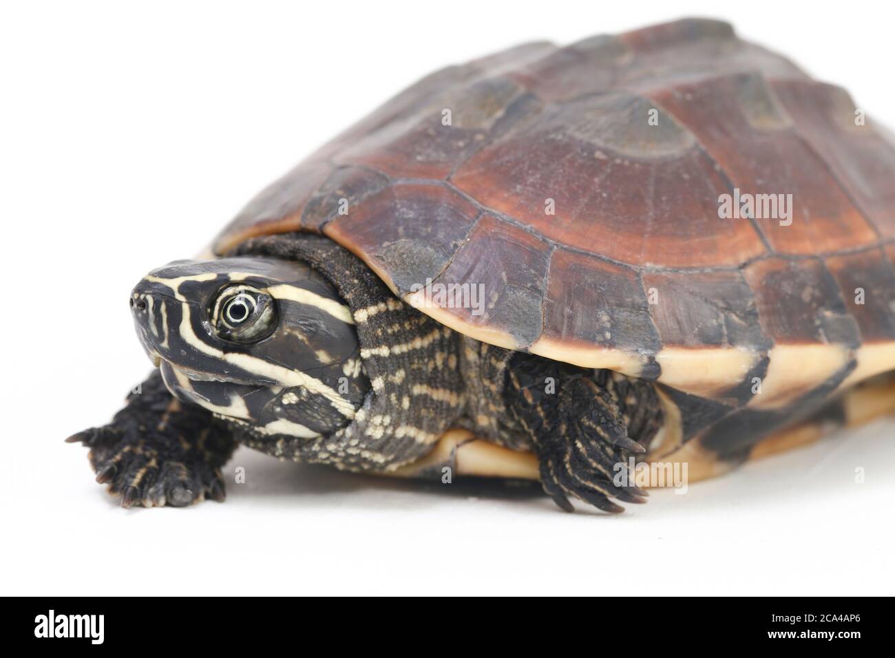 The Malayan snail-eating turtle (Malayemys macrocephala) is a species ...