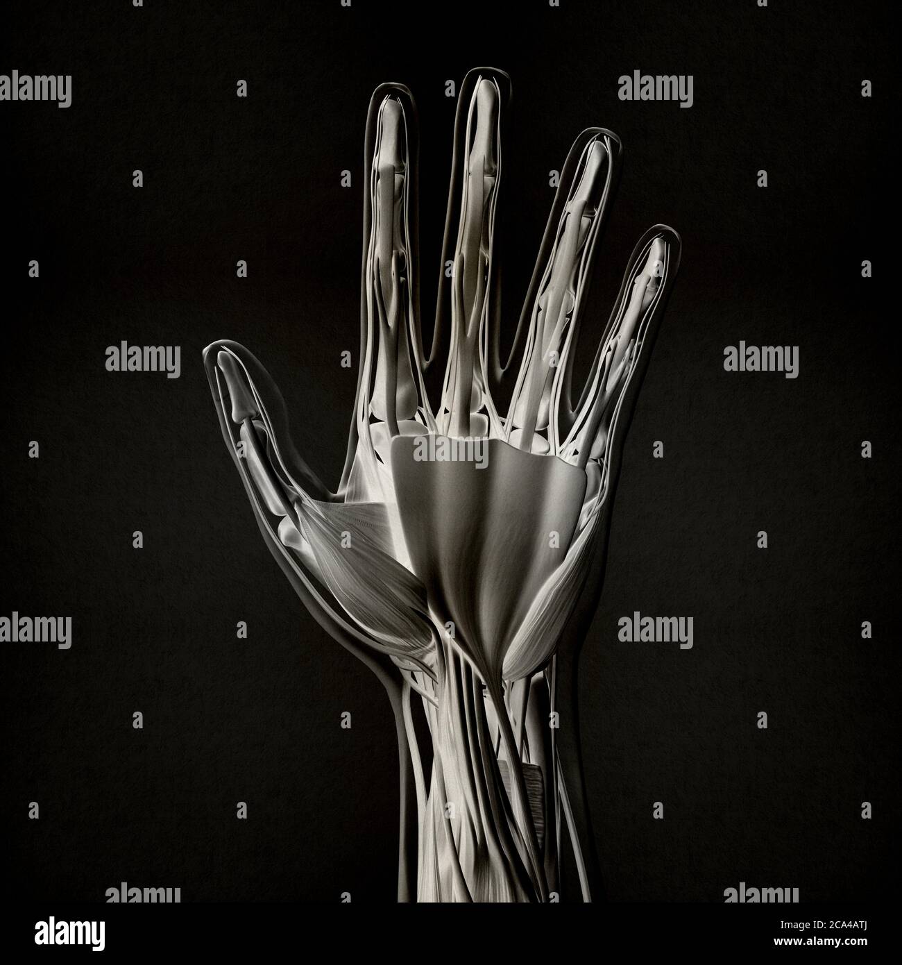 Anatomy illustration of human hand. 3D Illustration Stock Photo - Alamy