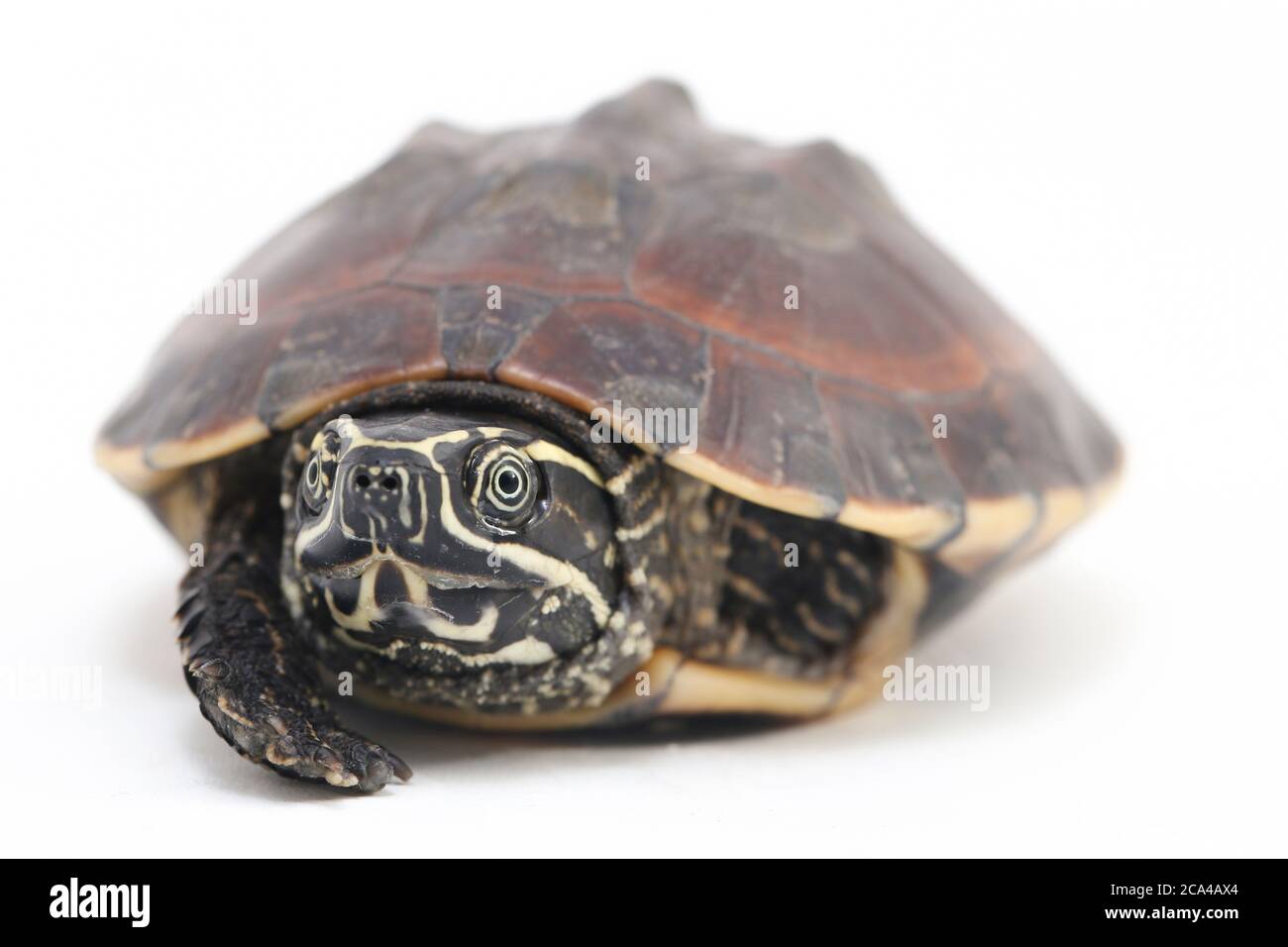 The Malayan snail-eating turtle (Malayemys macrocephala) is a species ...