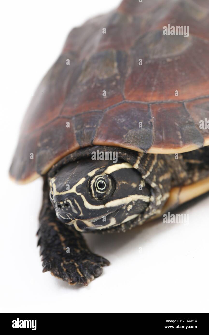 The Malayan snail-eating turtle (Malayemys macrocephala) is a species ...