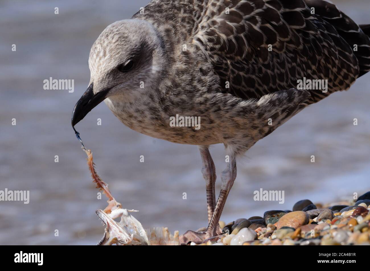 Yellowlegs seagull eat a dead fish in a beach of Mazarron coast Stock ...