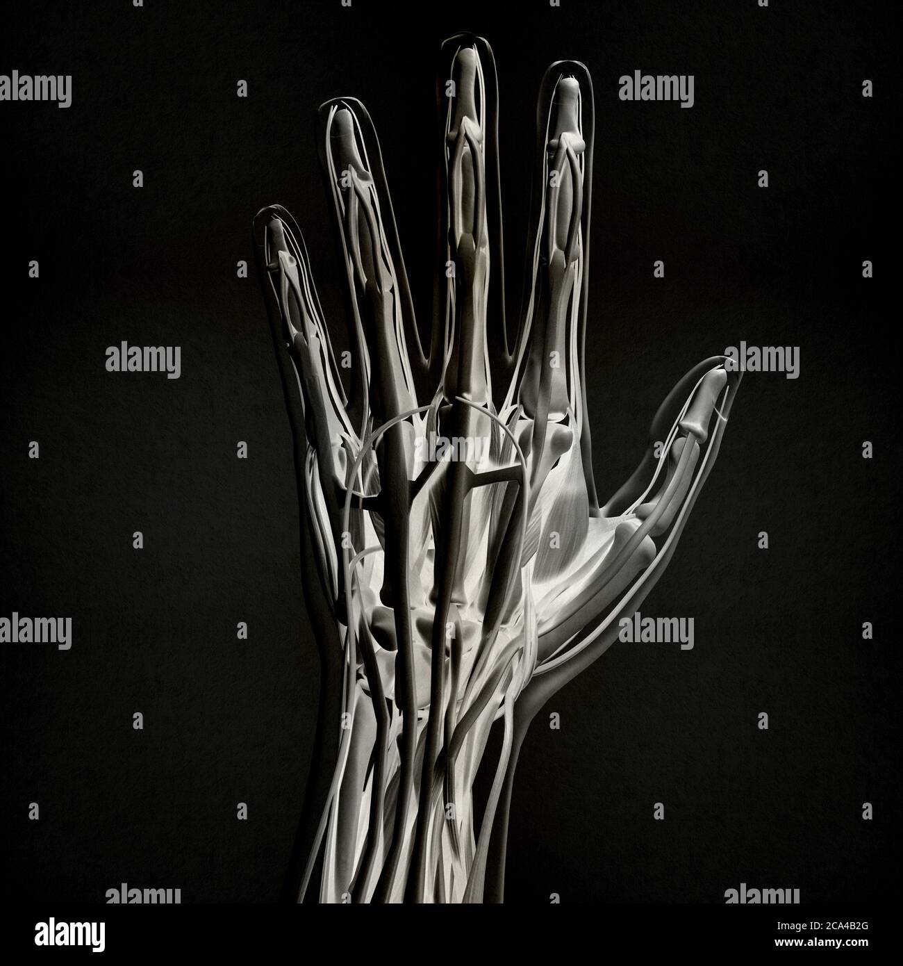 Anatomy illustration of human hand. 3D Illustration Stock Photo - Alamy
