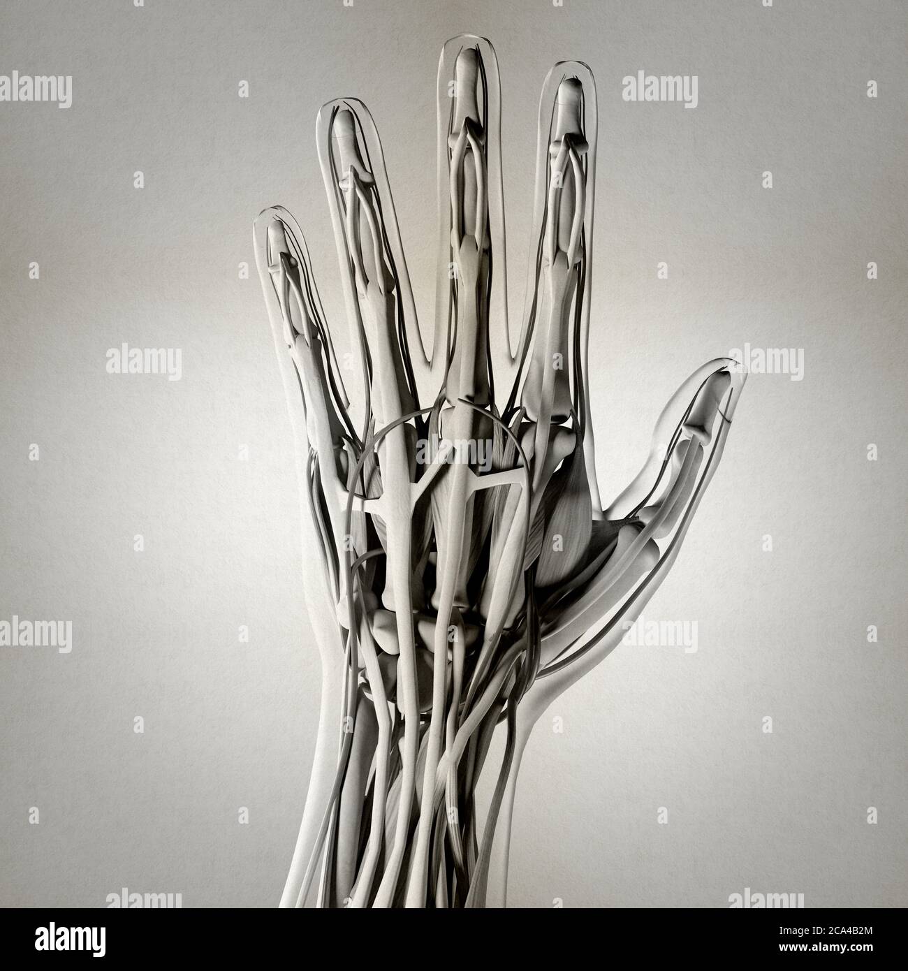 Anatomy illustration of human hand. 3D Illustration Stock Photo - Alamy