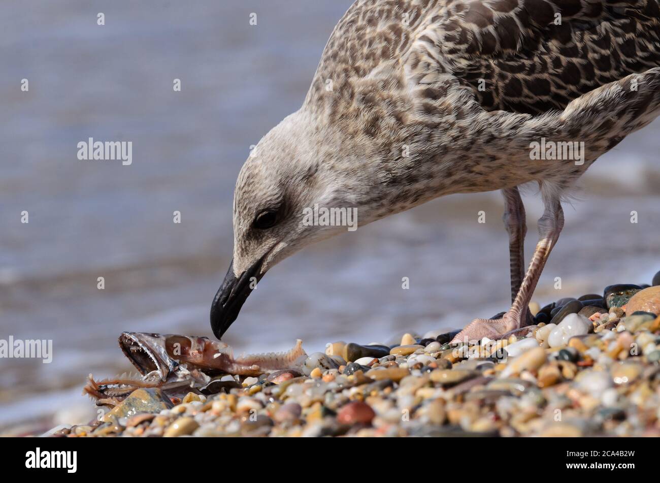 Yellowlegs seagull eat a dead fish in a beach of Mazarron coast Stock ...