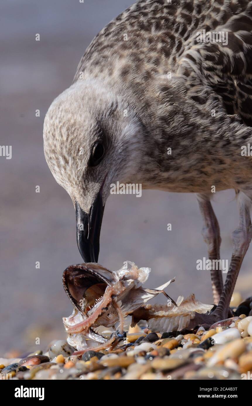 Yellowlegs seagull eat a dead fish in a beach of Mazarron coast Stock ...