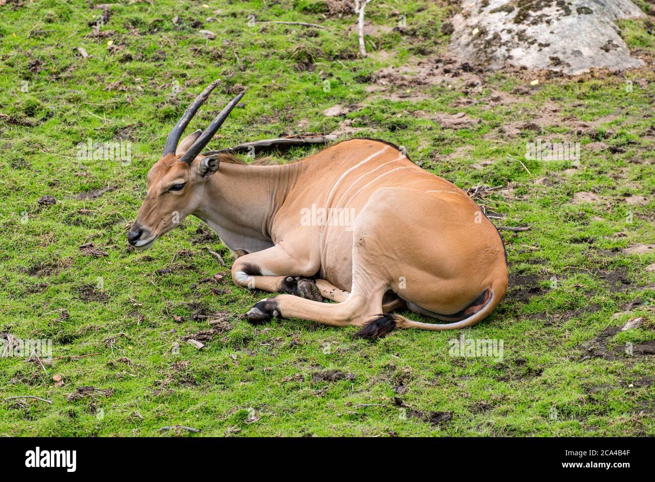 The common eland (Taurotragus oryx Stock Photo - Alamy