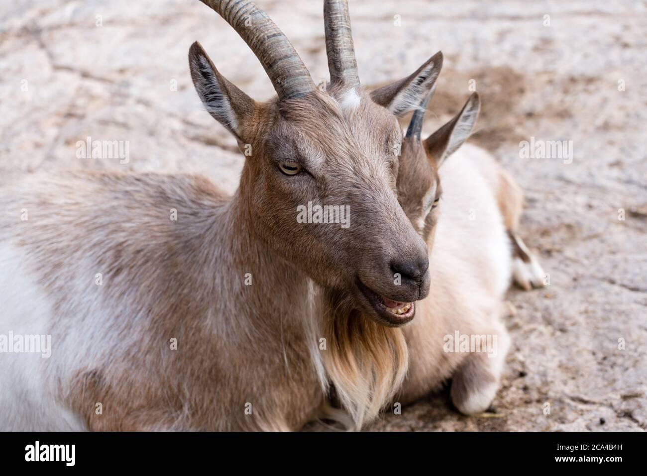The domestic goat or simply goat (Capra aegagrus hircus) is a ...