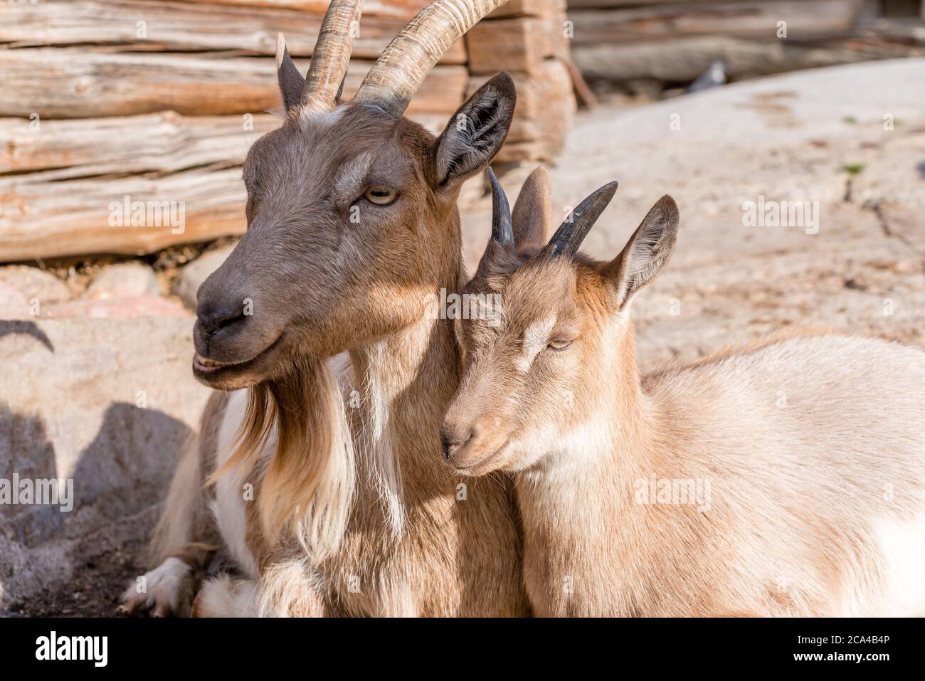 The domestic goat or simply goat (Capra aegagrus hircus) is a ...