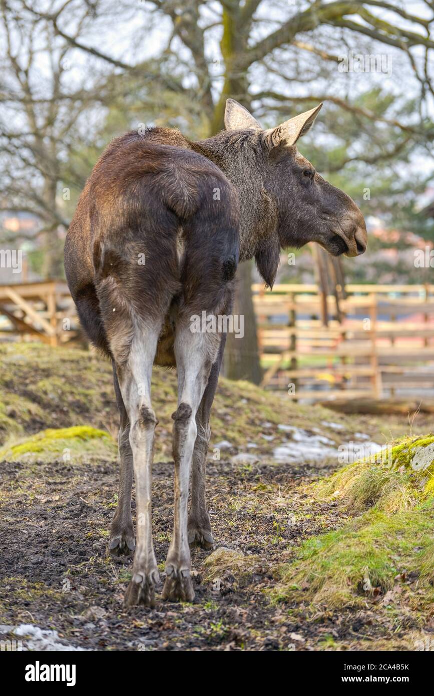 Female (cow) Moose Stock Photo - Alamy