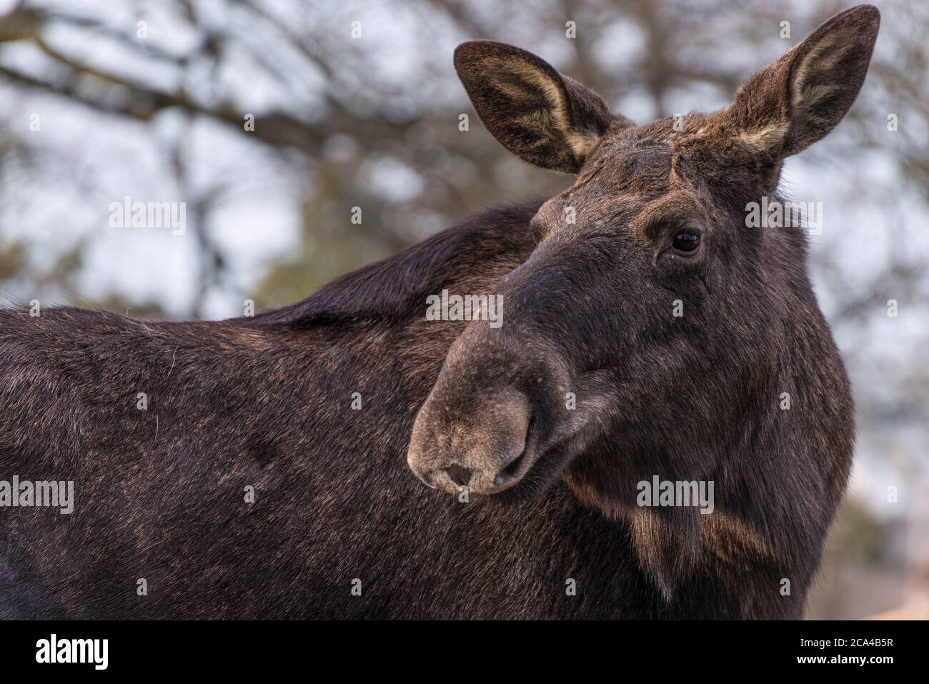 Female (cow) Moose Stock Photo - Alamy