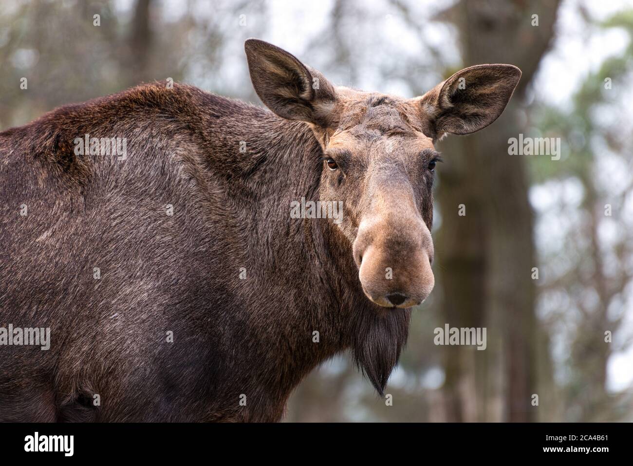 Female (cow) Moose Stock Photo - Alamy