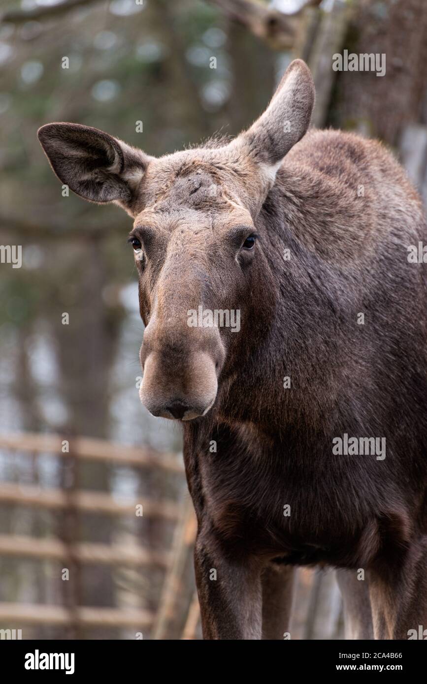 Female (cow) Moose Stock Photo - Alamy