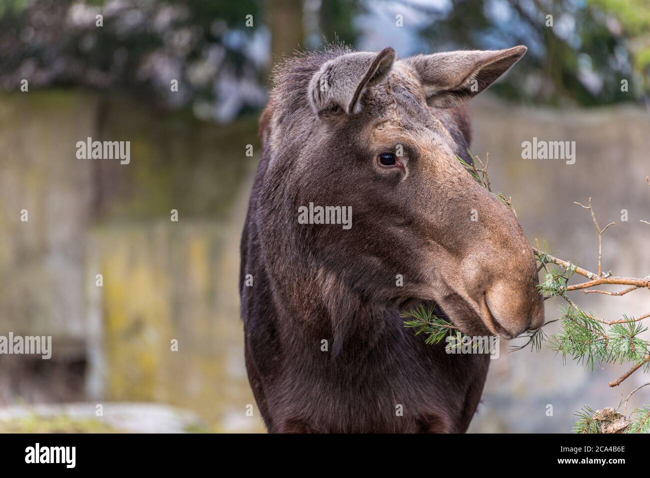Female (cow) Moose Stock Photo - Alamy