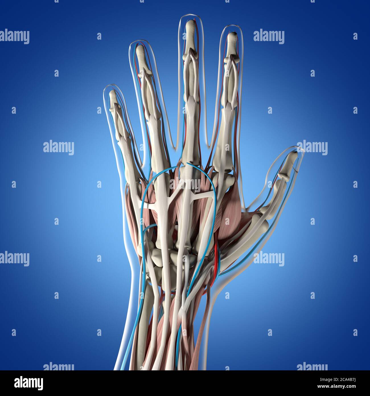 Anatomy illustration of human hand. 3D Illustration Stock Photo - Alamy