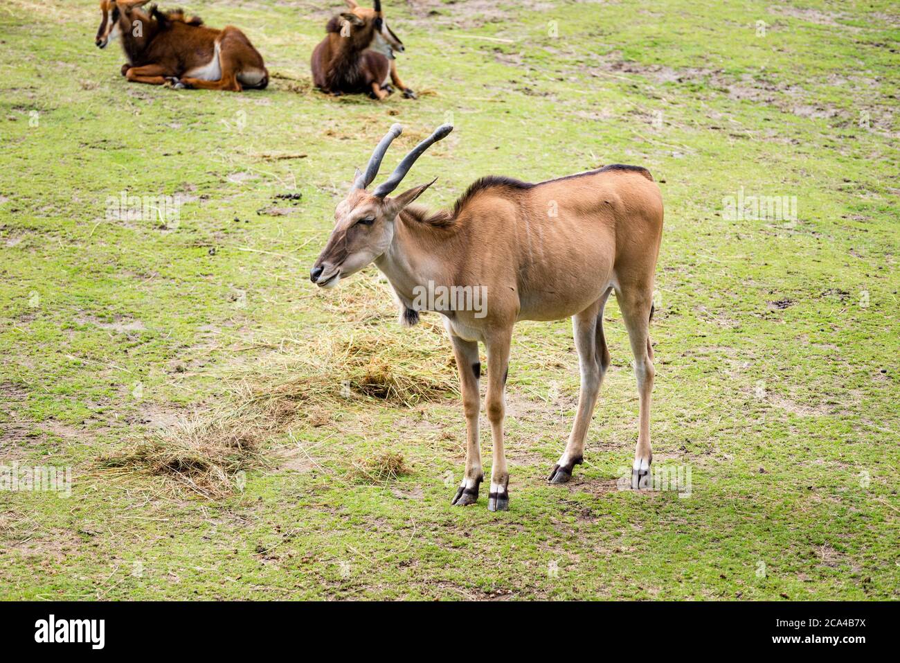 The common eland (Taurotragus oryx Stock Photo - Alamy