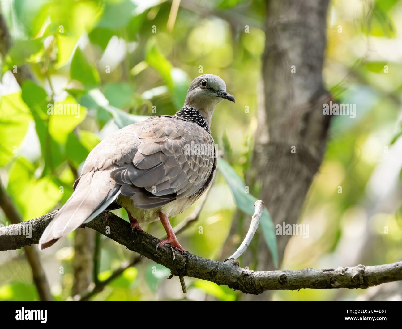 Closeup Spotted Dove Perched on Branch Isolated on Nature Background ...