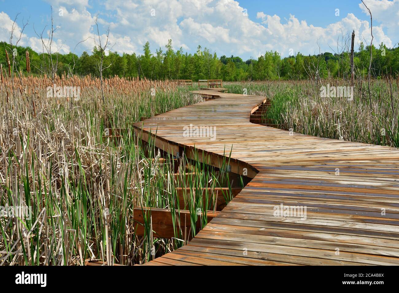 Footbridge through wetland, Curvy Wooden Board walk across marshland ...