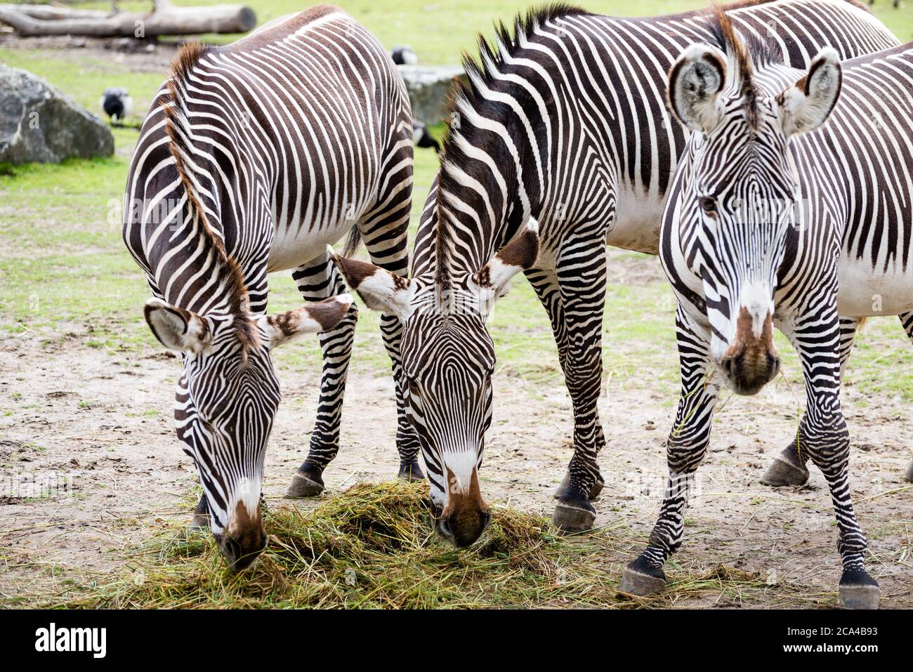 Zebra Family Striped Grass