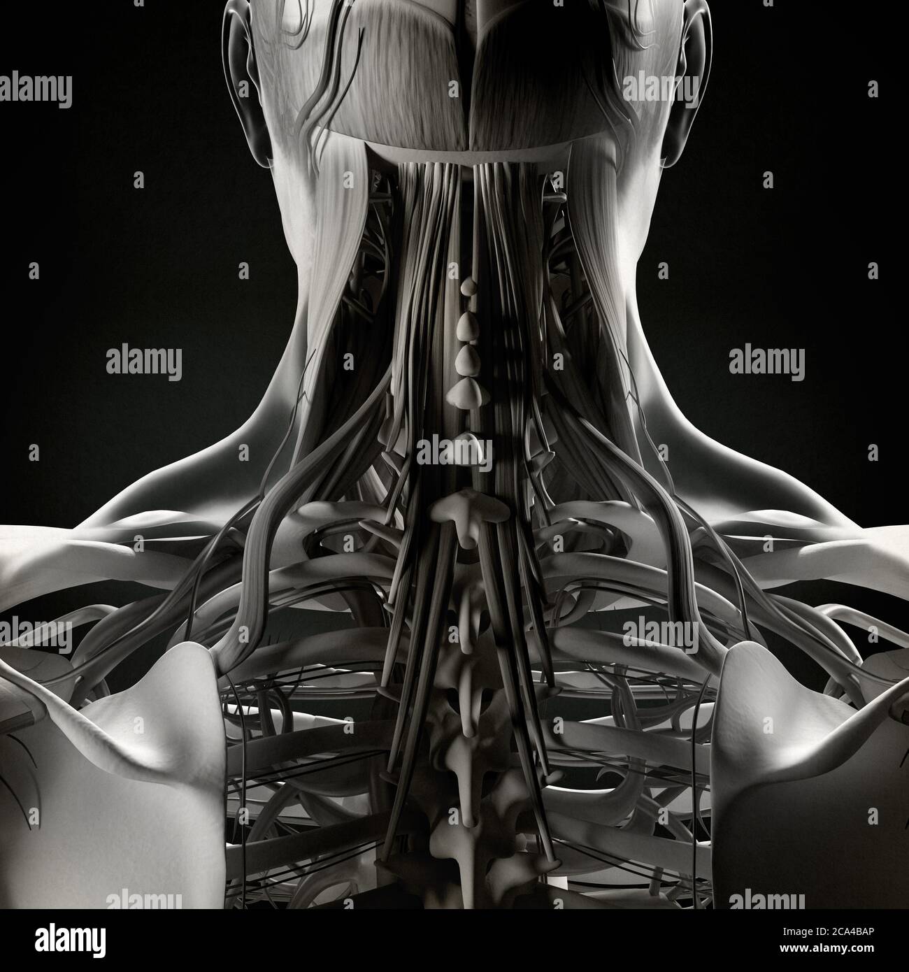 Anatomy illustration of huma neck and spine 3d illustration Stock Photo ...