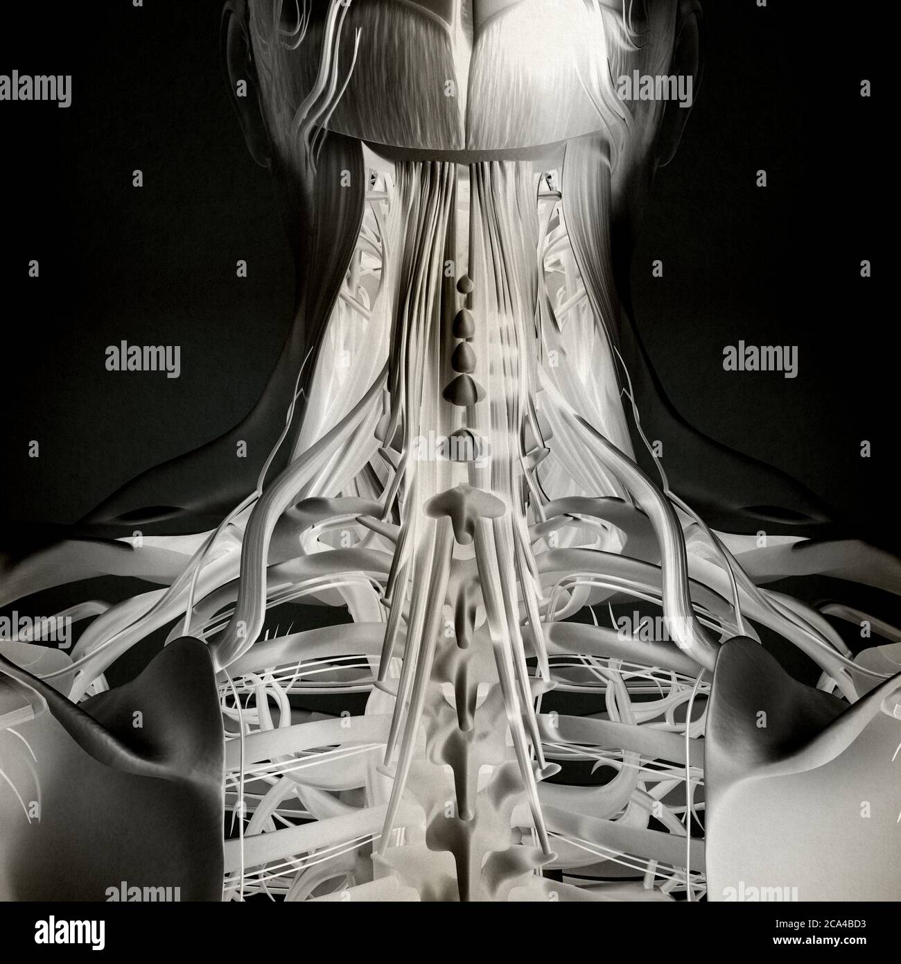 Anatomy illustration of huma neck and spine 3d illustration Stock Photo ...