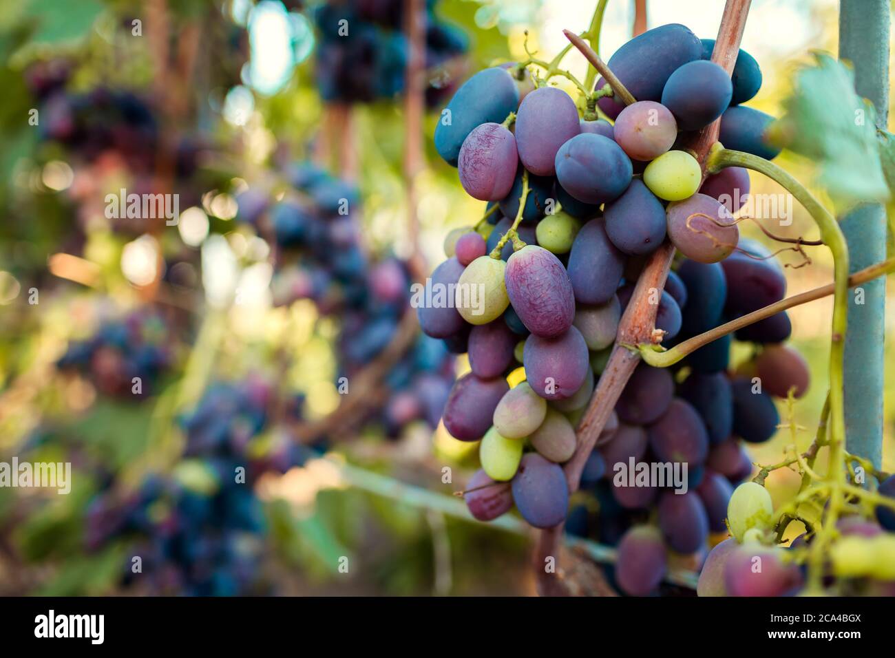 Crop of table grapes on ecological farm. Big bunches of blue delight ...