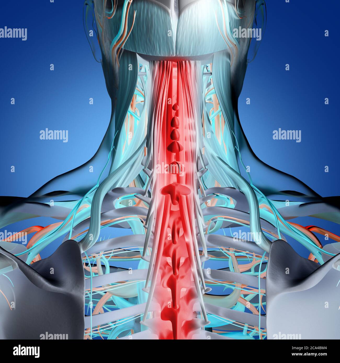 Anatomy illustration of huma neck and spine 3d illustration Stock Photo ...