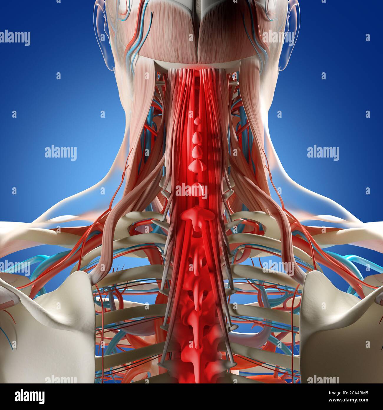 Anatomy illustration of huma neck and spine 3d illustration Stock Photo ...
