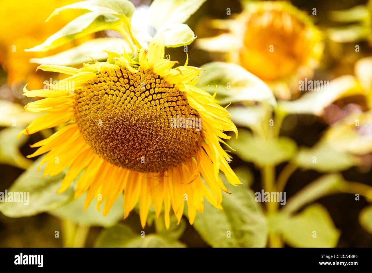 Single sunflower in a sunflower field Stock Photo - Alamy