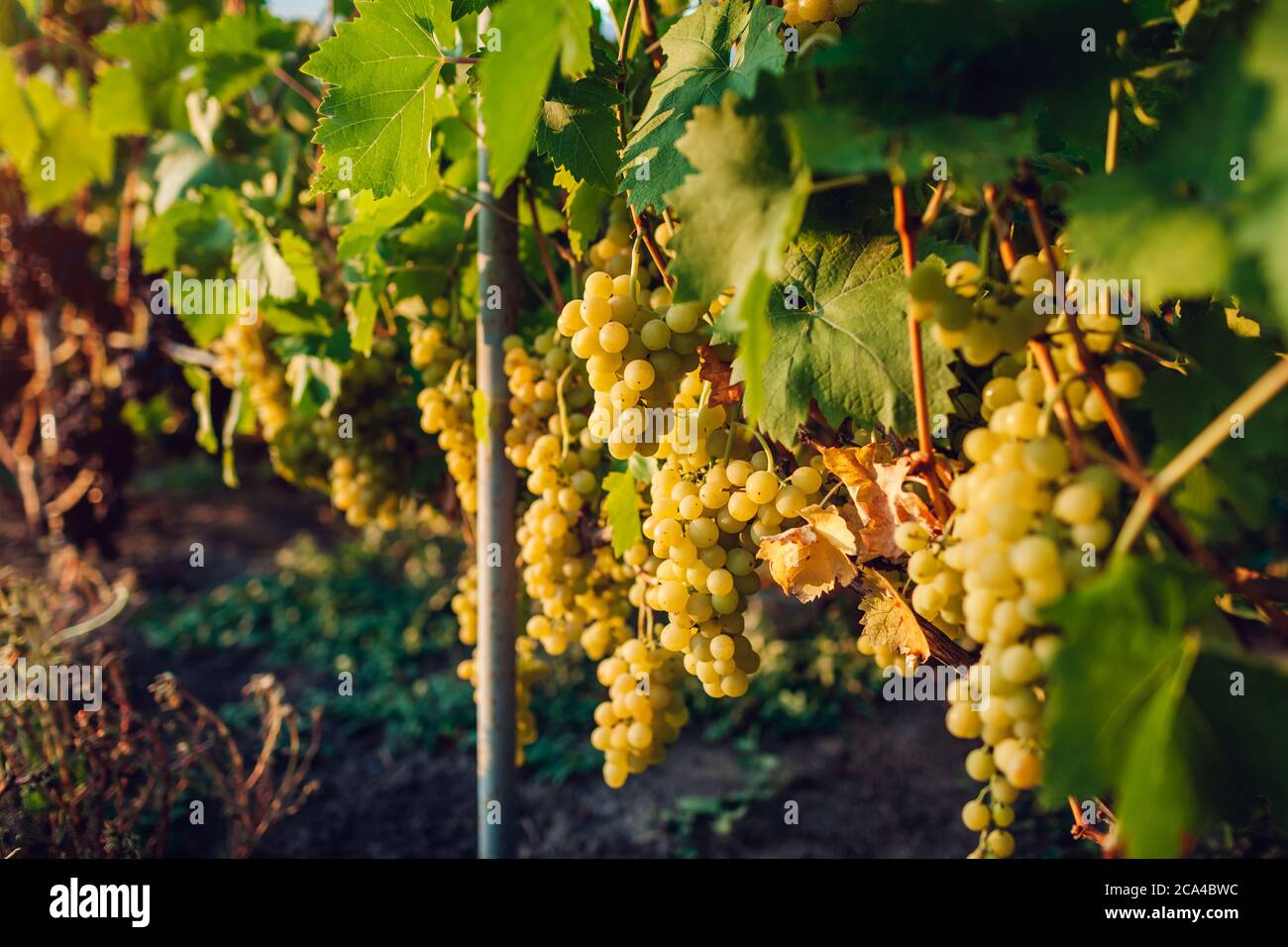 Autumn crop of table grapes on ecological farm. Green delight grapes ...
