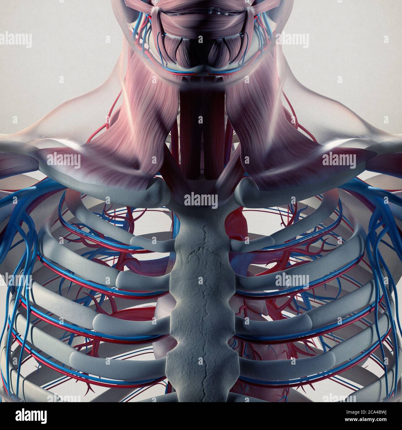 Human anatomy illustration. Chest, rib cage,vascular system. 3d ...