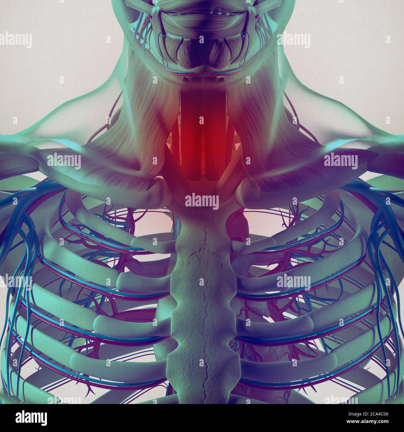 Human anatomy illustration. Chest, rib cage,vascular system. 3d ...