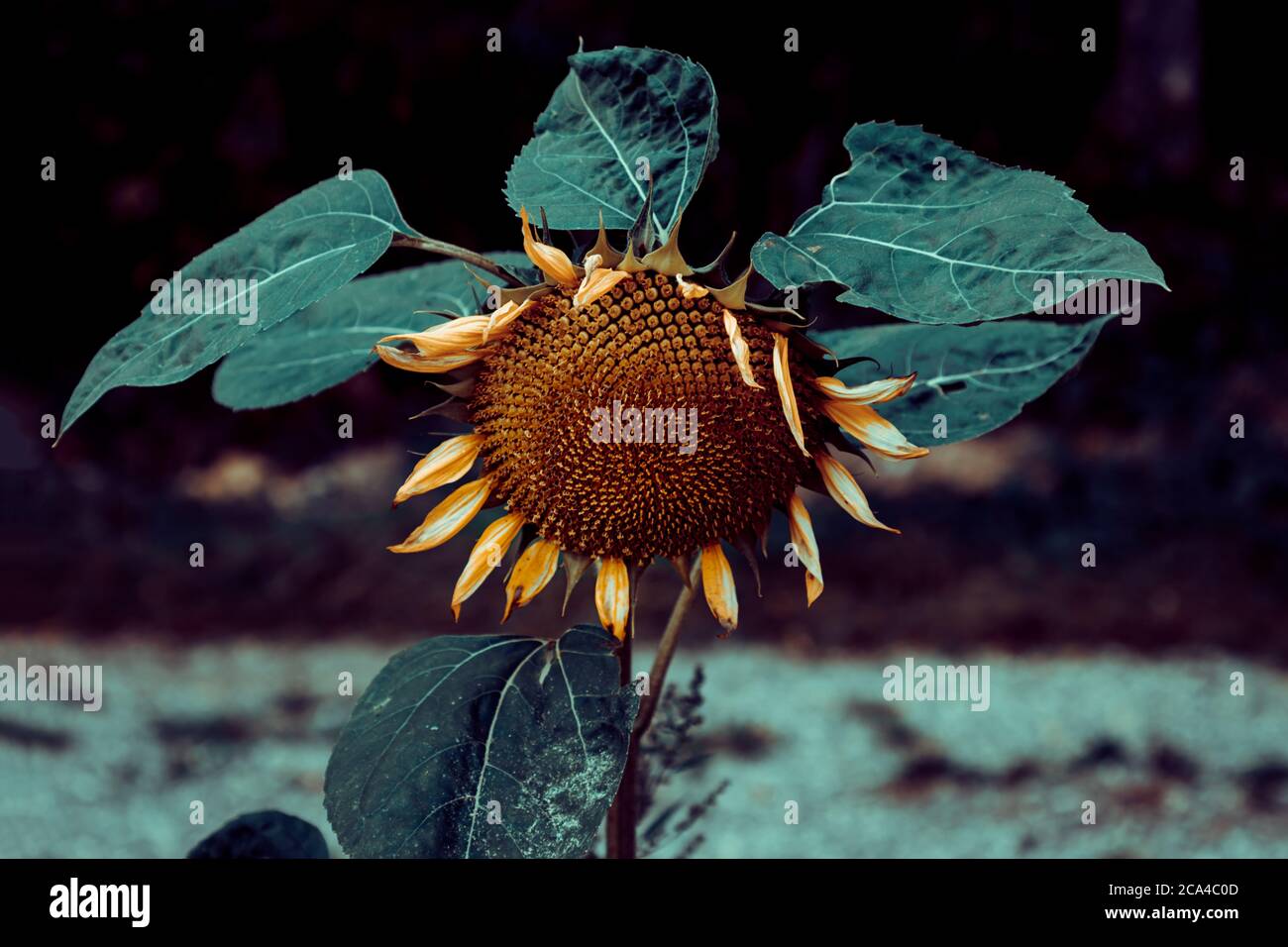 A withered daisy hi-res stock photography and images - Alamy
