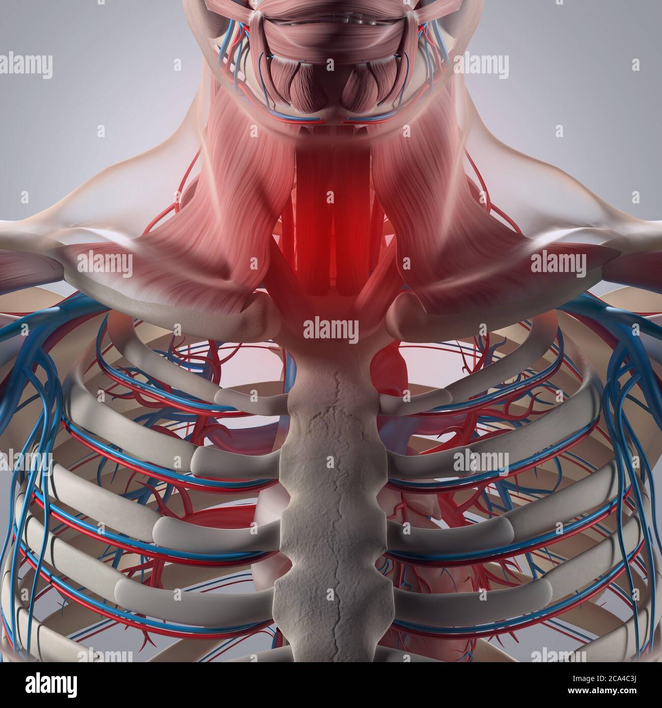 Human anatomy illustration. Chest, rib cage,vascular system. 3d ...