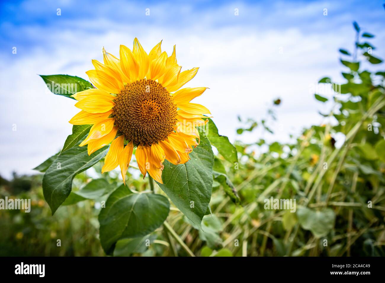 Single sunflower in a sunflower field, close-up Stock Photo - Alamy