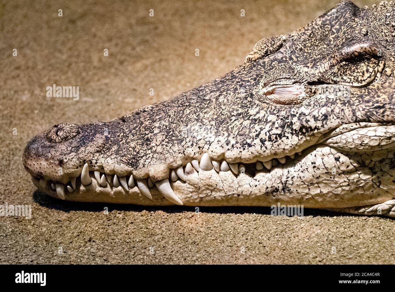 The Cuban crocodile (Crocodylus rhombifer) is a small species of ...