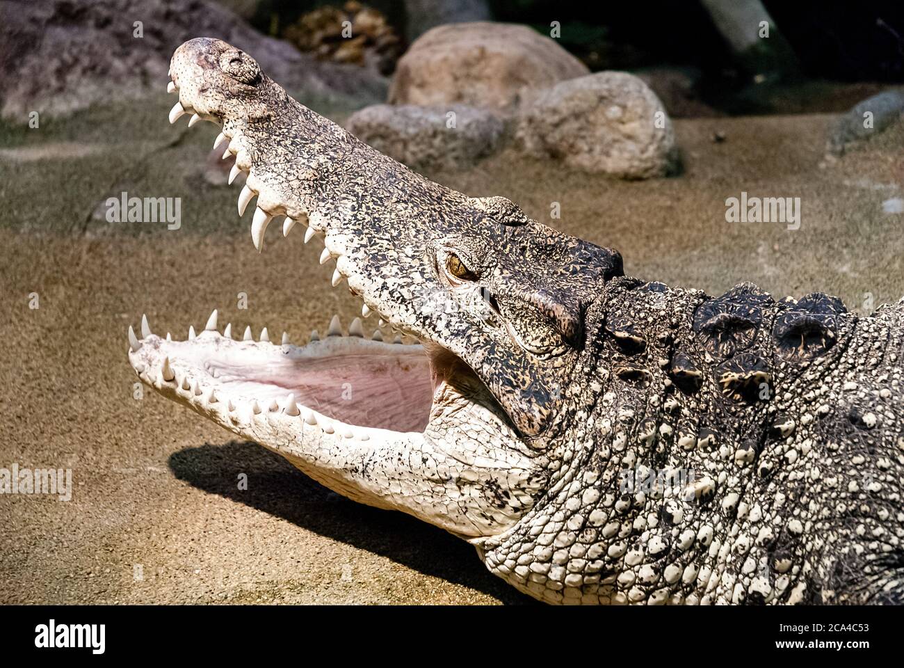 The Cuban crocodile (Crocodylus rhombifer) is a small species of ...