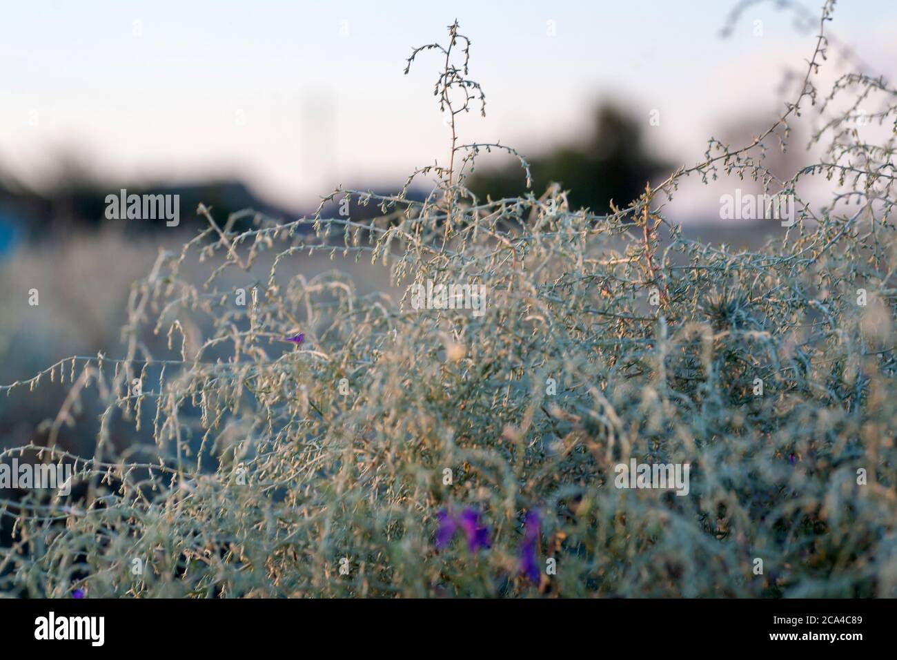Artemisia cana hi-res stock photography and images - Alamy