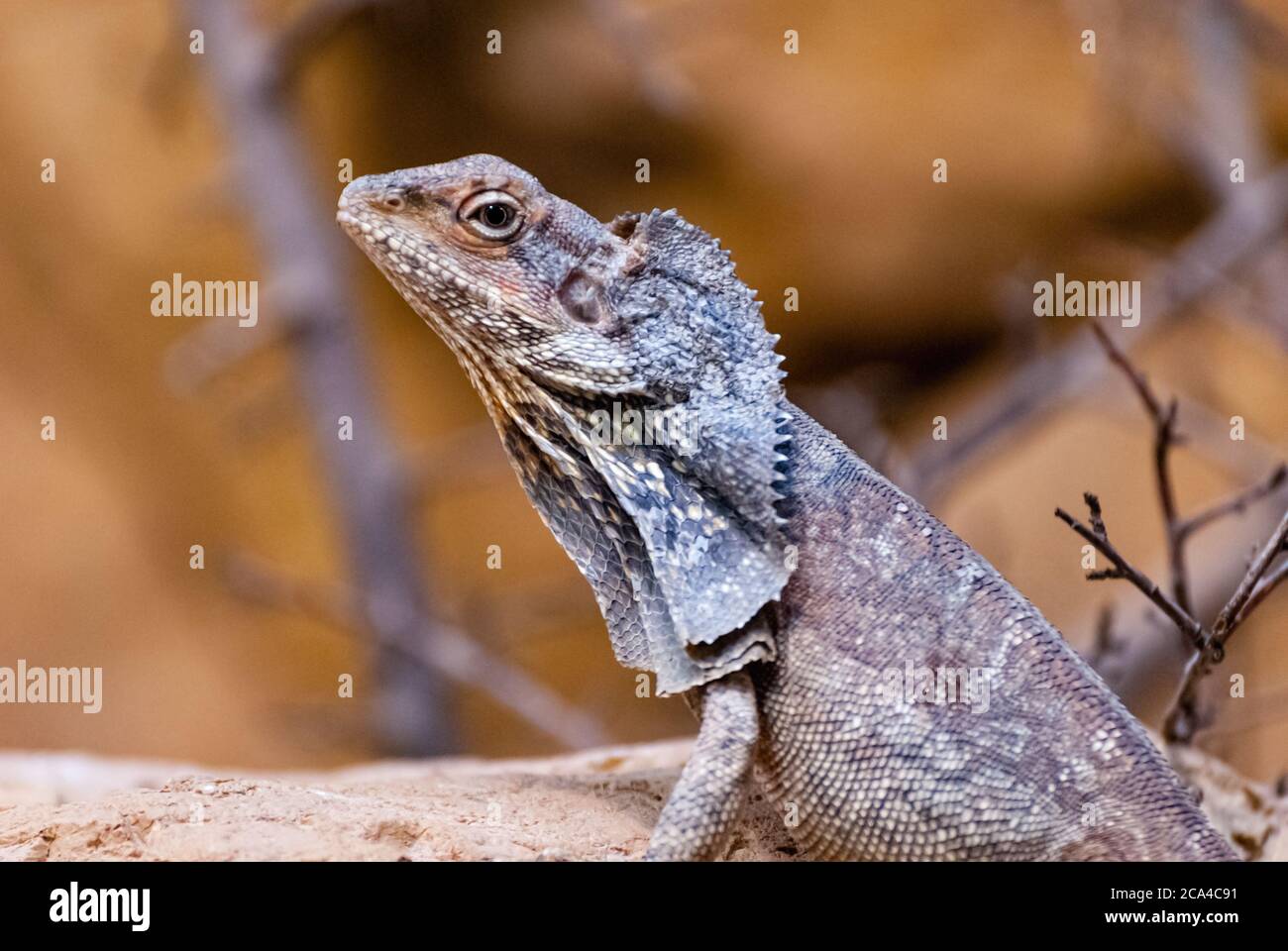 The frilled-necked lizard (Chlamydosaurus kingii), also known commonly ...
