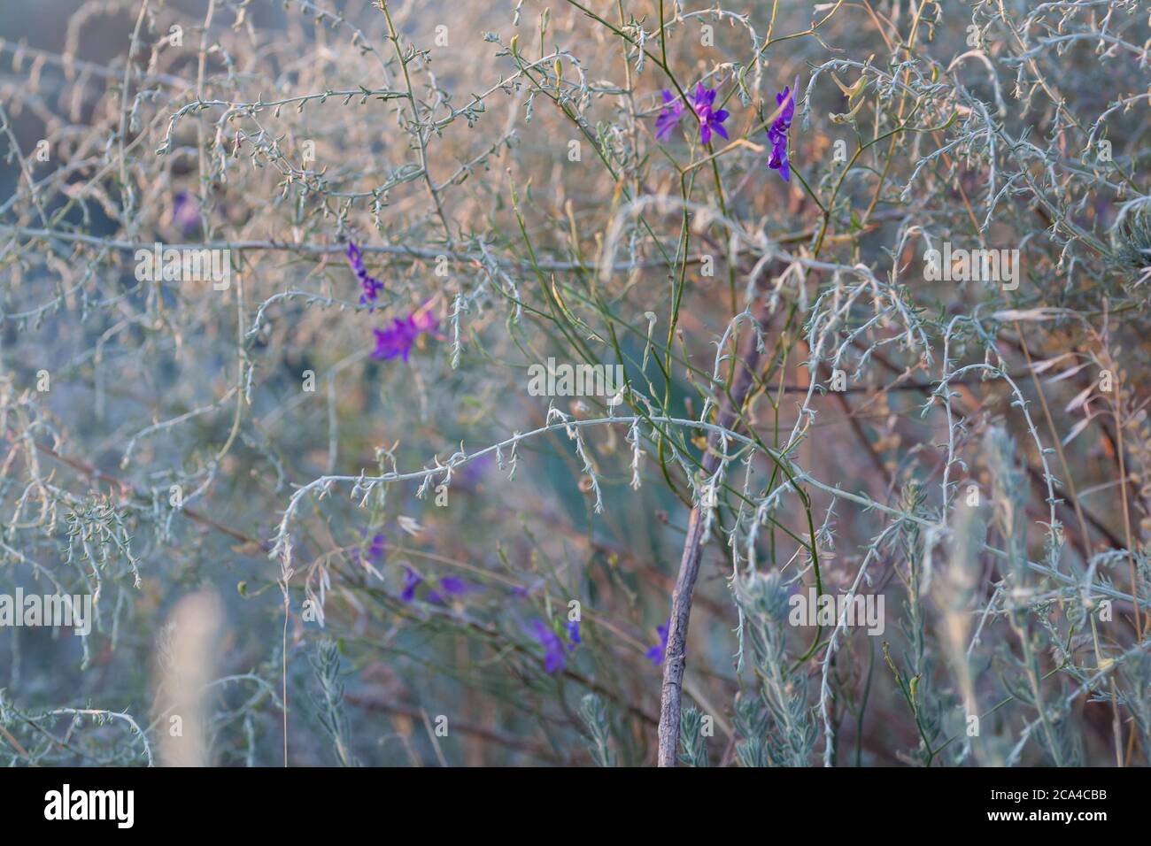 Artemisia cana silver-green plant.Silver sagebrush, close up, hoary ...
