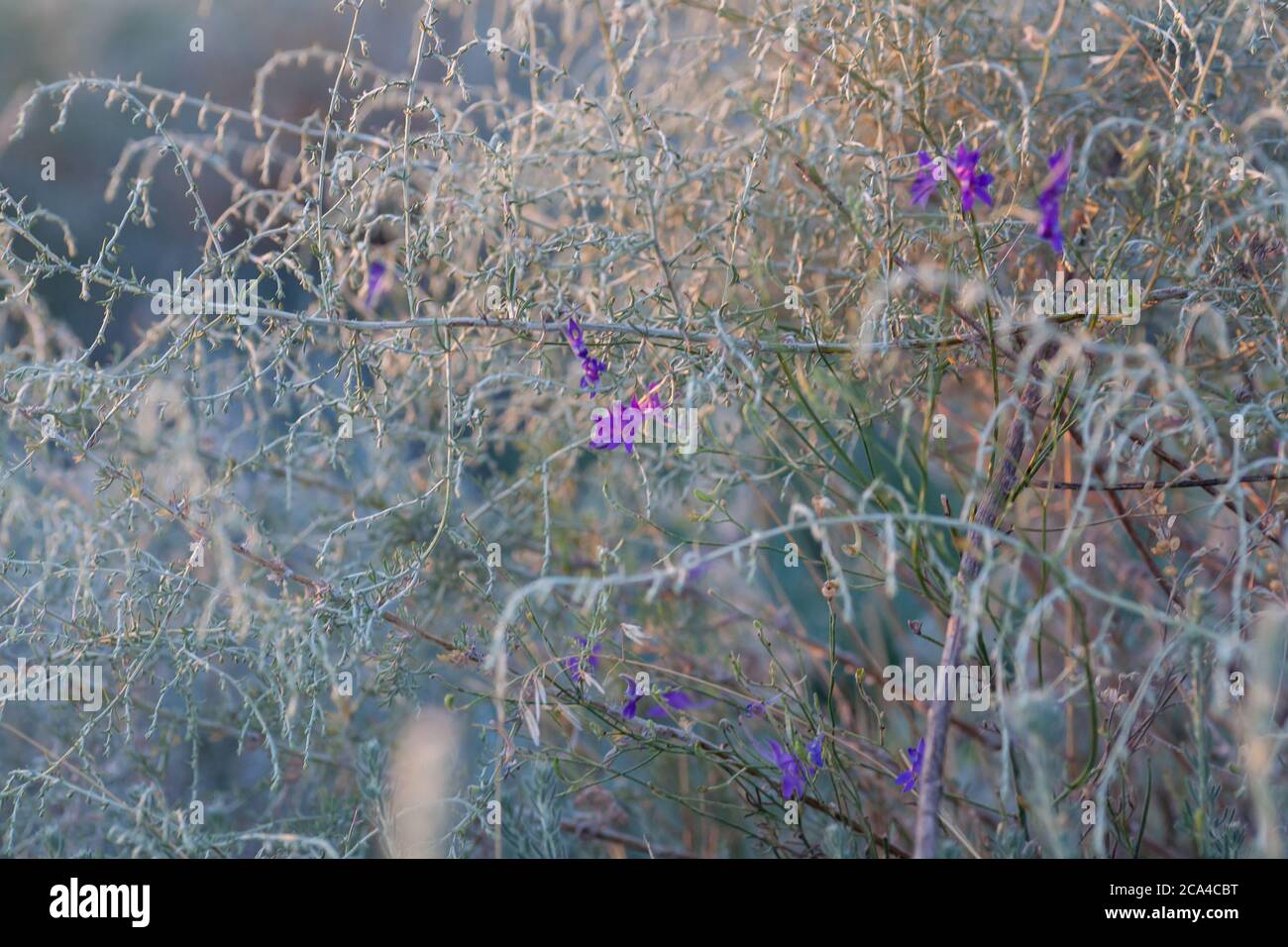 Artemisia cana silver-green plant.Silver sagebrush, close up, hoary ...