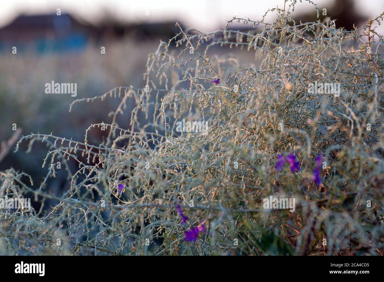 Artemisia cana silver-green plant.Silver sagebrush, close up, hoary ...